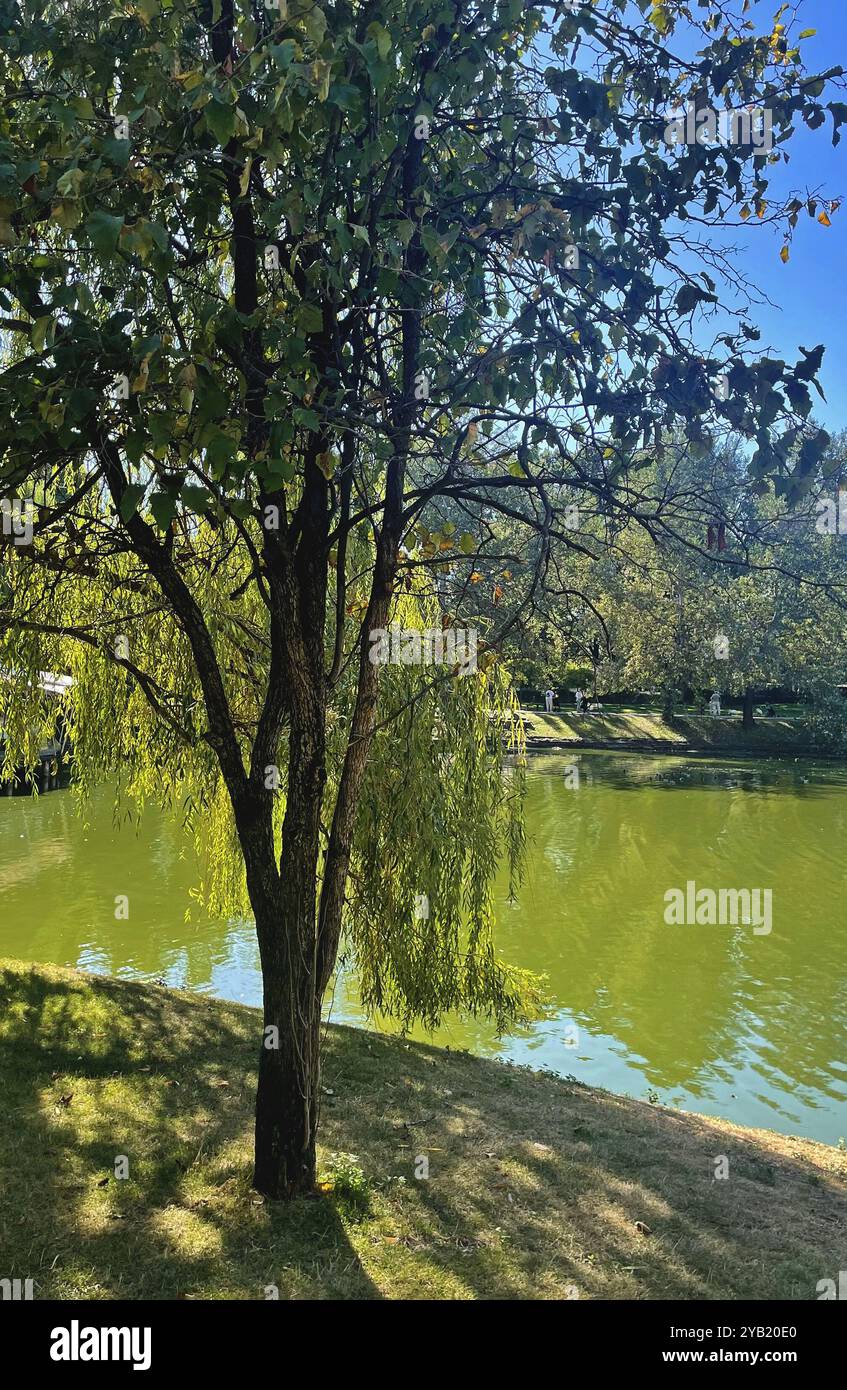 View beautiful green park lake hi-res stock photography and images - Alamy