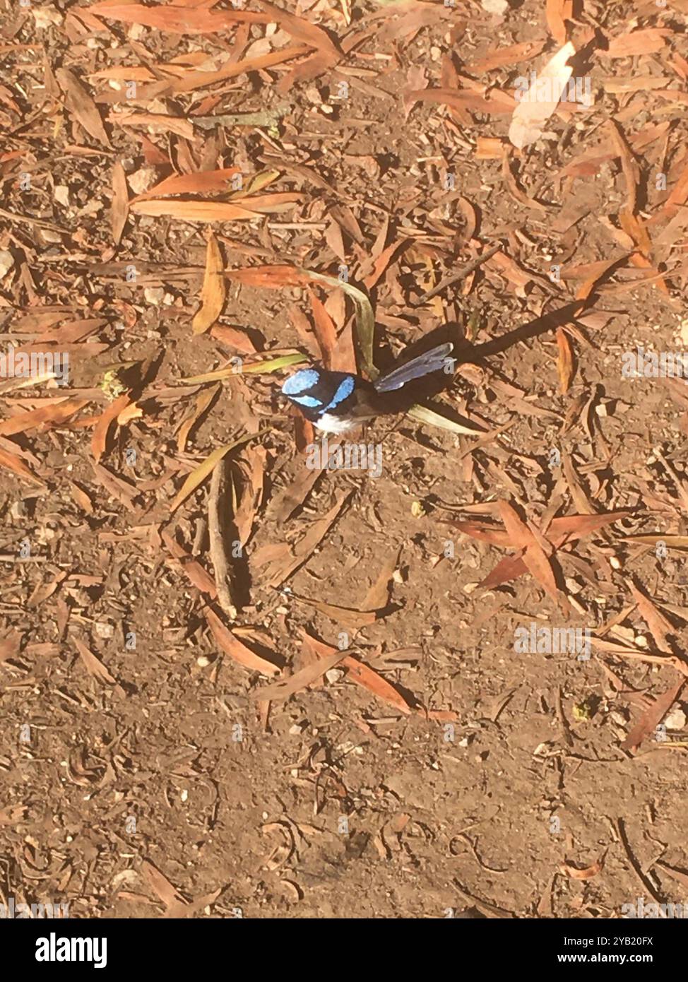 Superb Fairywren (Malurus cyaneus) Aves Stock Photo - Alamy