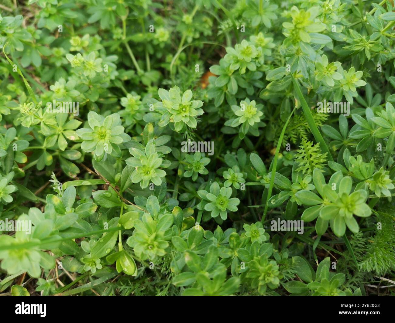 white bedstraw (Galium album) Plantae Stock Photo - Alamy