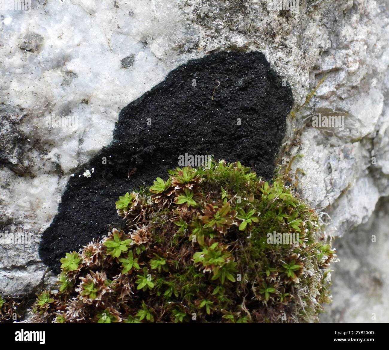 Blackthread Lichen (Placynthium nigrum) Fungi Stock Photo - Alamy