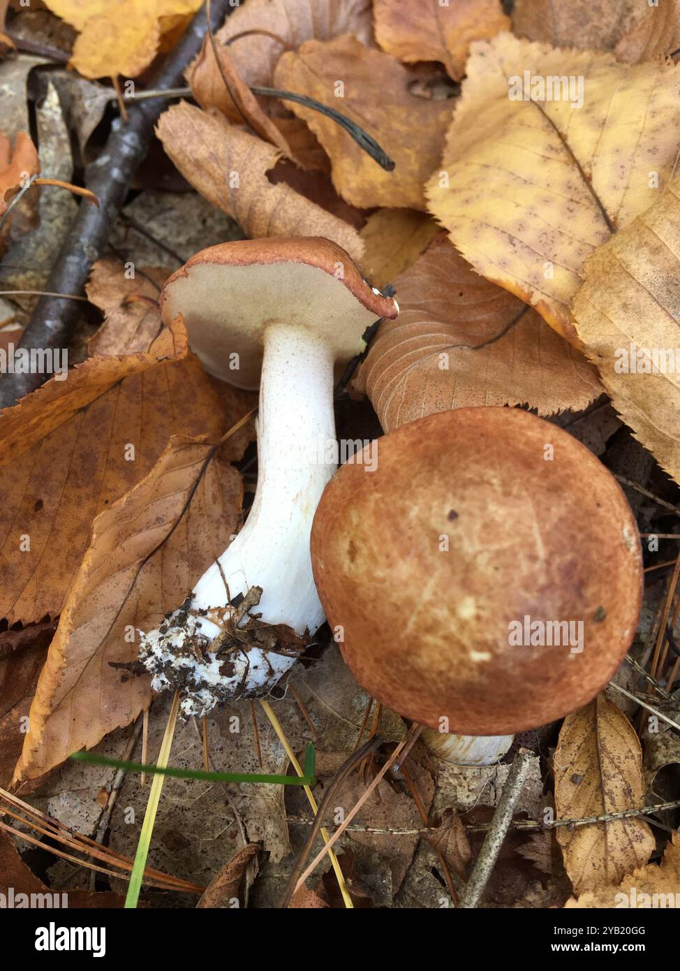 Butterball (Suillus weaverae) Fungi Stock Photo - Alamy