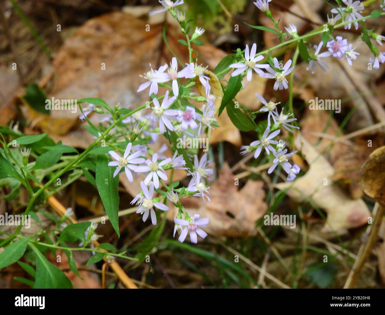 Common Blue Wood Aster (Symphyotrichum cordifolium) Plantae Stock Photo ...