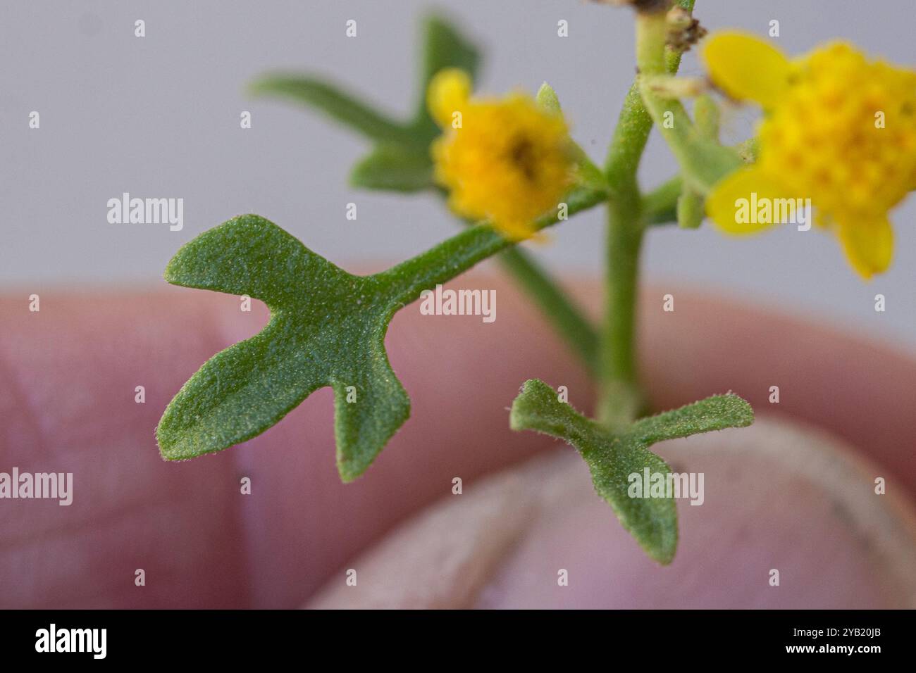 New Mexico Rockdaisy (Perityle staurophylla) Plantae Stock Photo - Alamy
