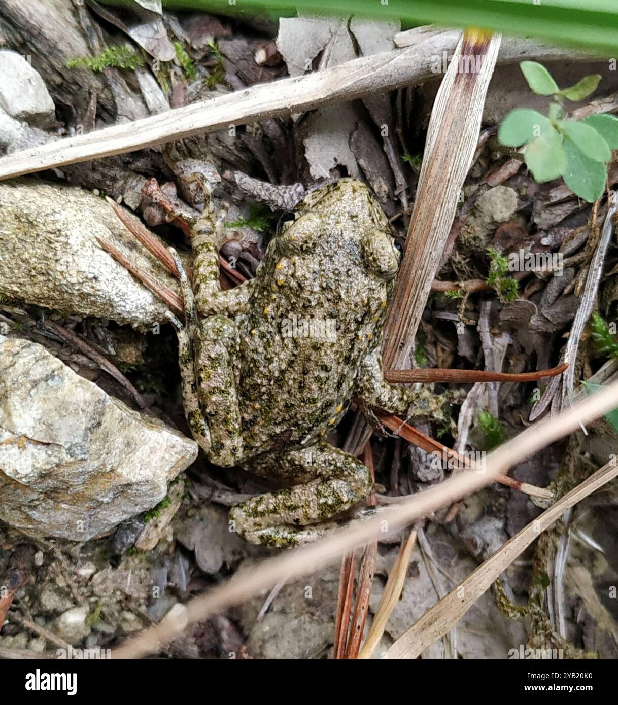 Common Midwife Toad (Alytes obstetricans) Amphibia Stock Photo - Alamy