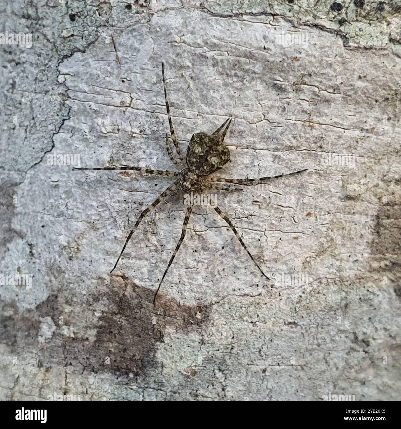 Two-tailed Spiders (Hersiliidae) Arachnida Stock Photo - Alamy