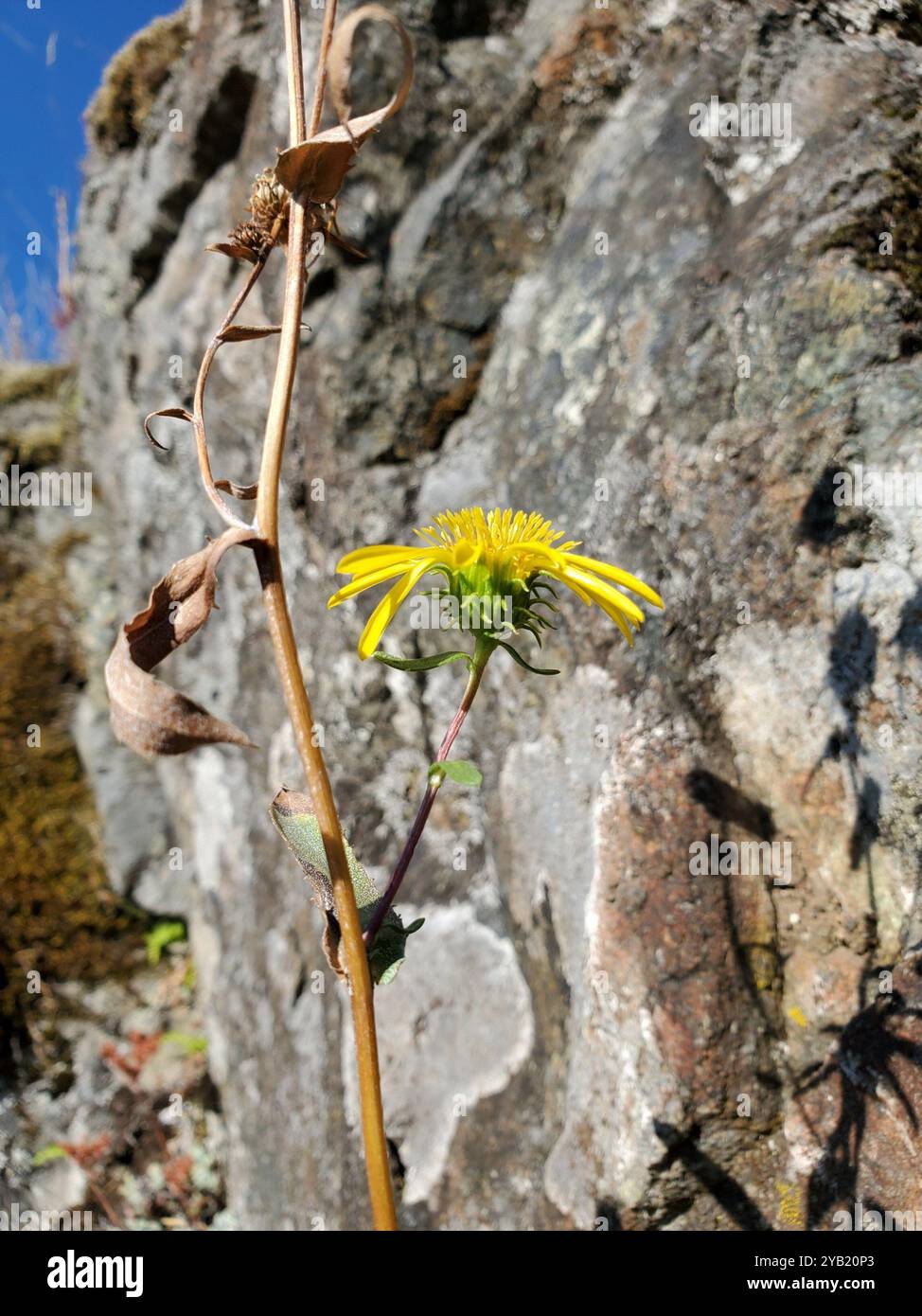 Oregon Gumplant (Grindelia stricta) Plantae Stock Photo - Alamy