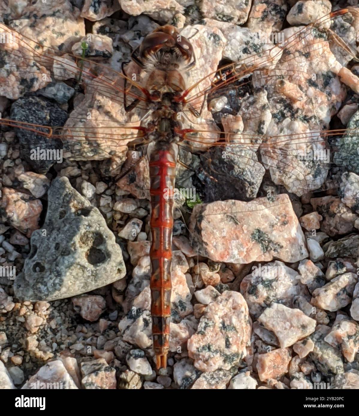 Variegated Meadowhawk (Sympetrum corruptum) Insecta Stock Photo - Alamy