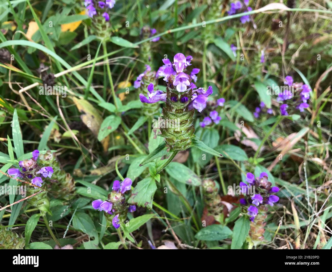common selfheal (Prunella vulgaris) Plantae Stock Photo - Alamy