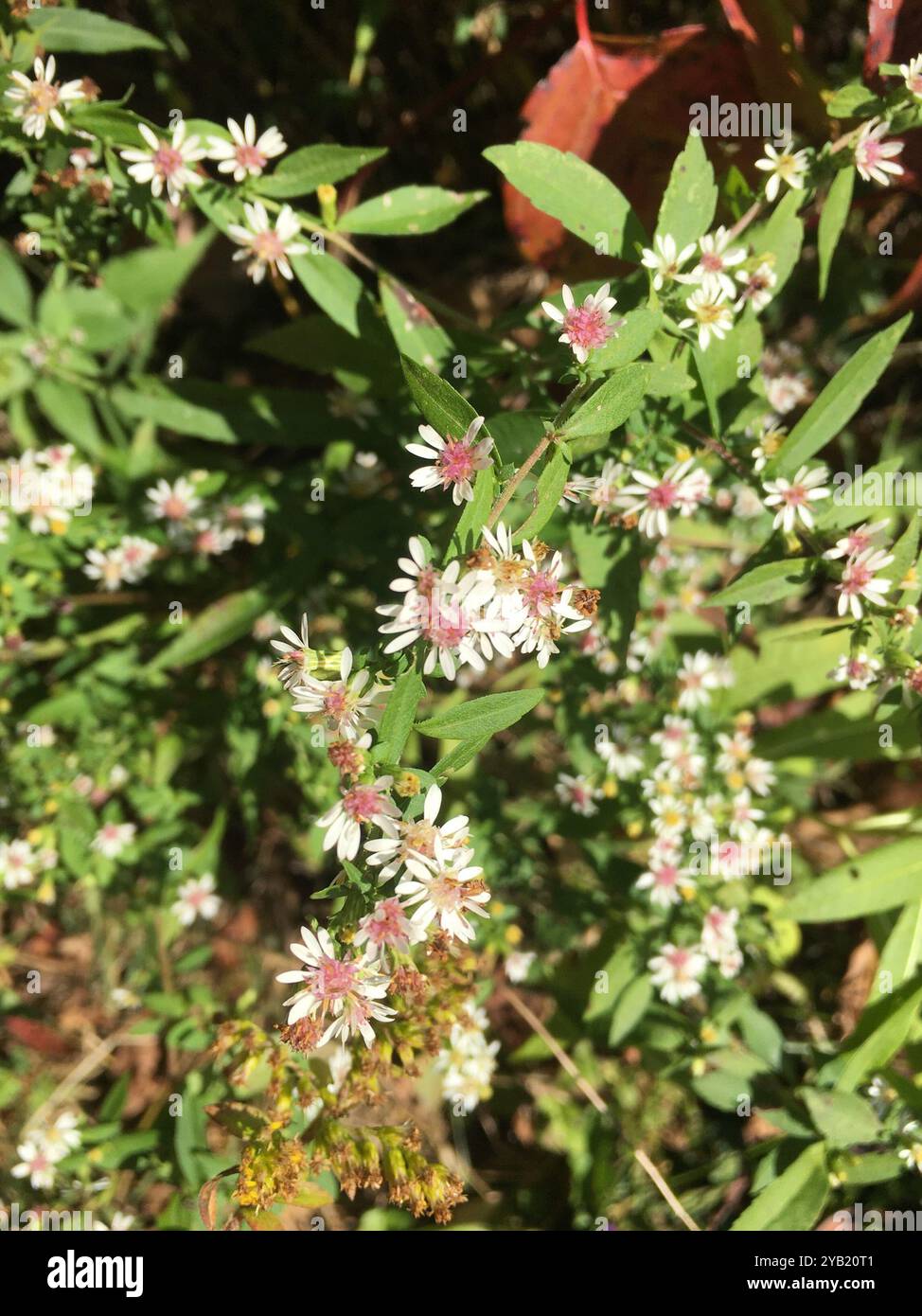 calico aster (Symphyotrichum lateriflorum) Plantae Stock Photo - Alamy