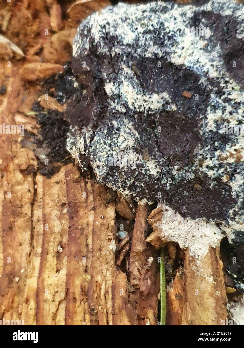true slime molds (Myxomycetes) Protozoa Stock Photo - Alamy