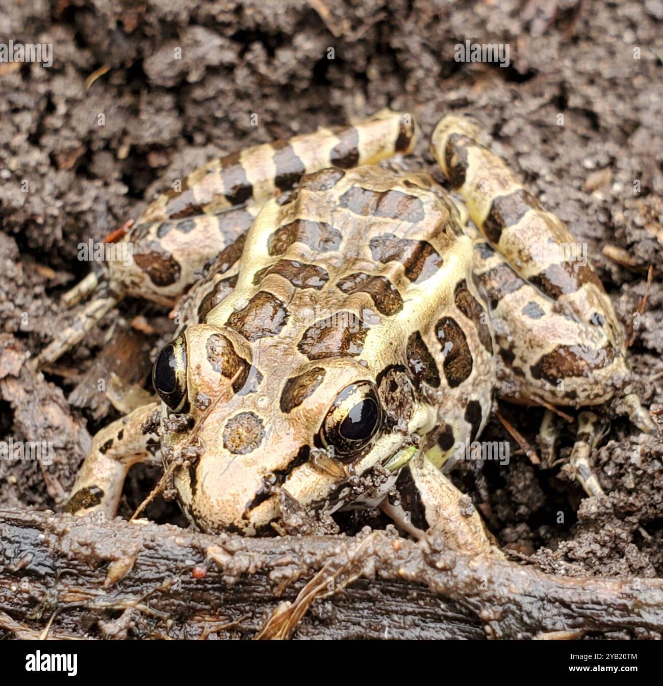 Pickerel Frog (Lithobates palustris) Amphibia Stock Photo - Alamy