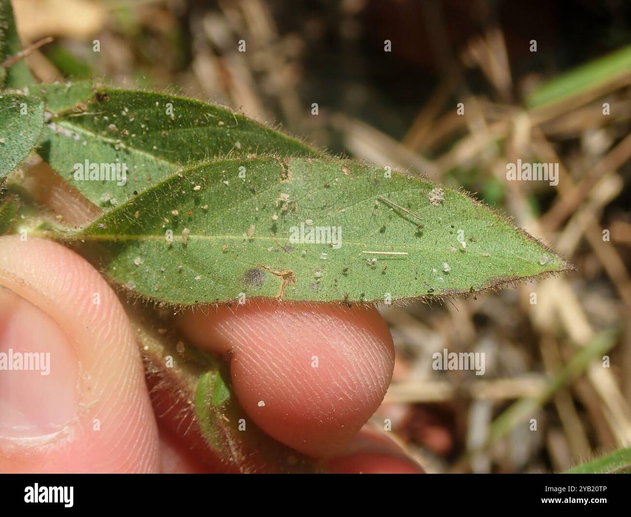 Spiny False Fiddleleaf (Hydrolea spinosa) Plantae Stock Photo - Alamy