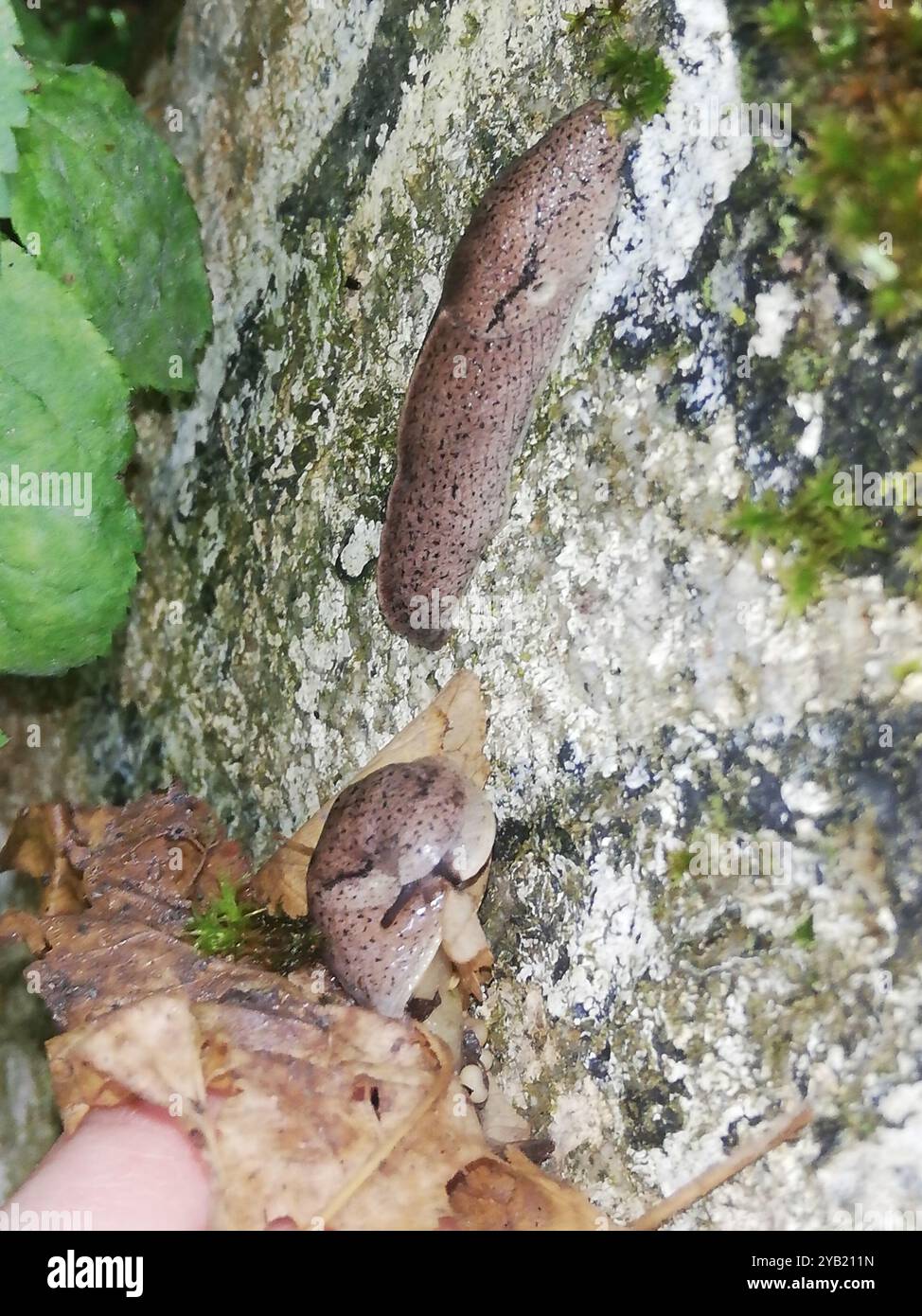 Spotted Keeled Slug (Tandonia rustica) Mollusca Stock Photo - Alamy