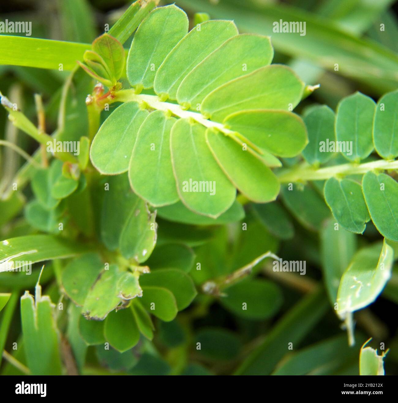 Chamberbitter (Phyllanthus urinaria) Plantae Stock Photo - Alamy