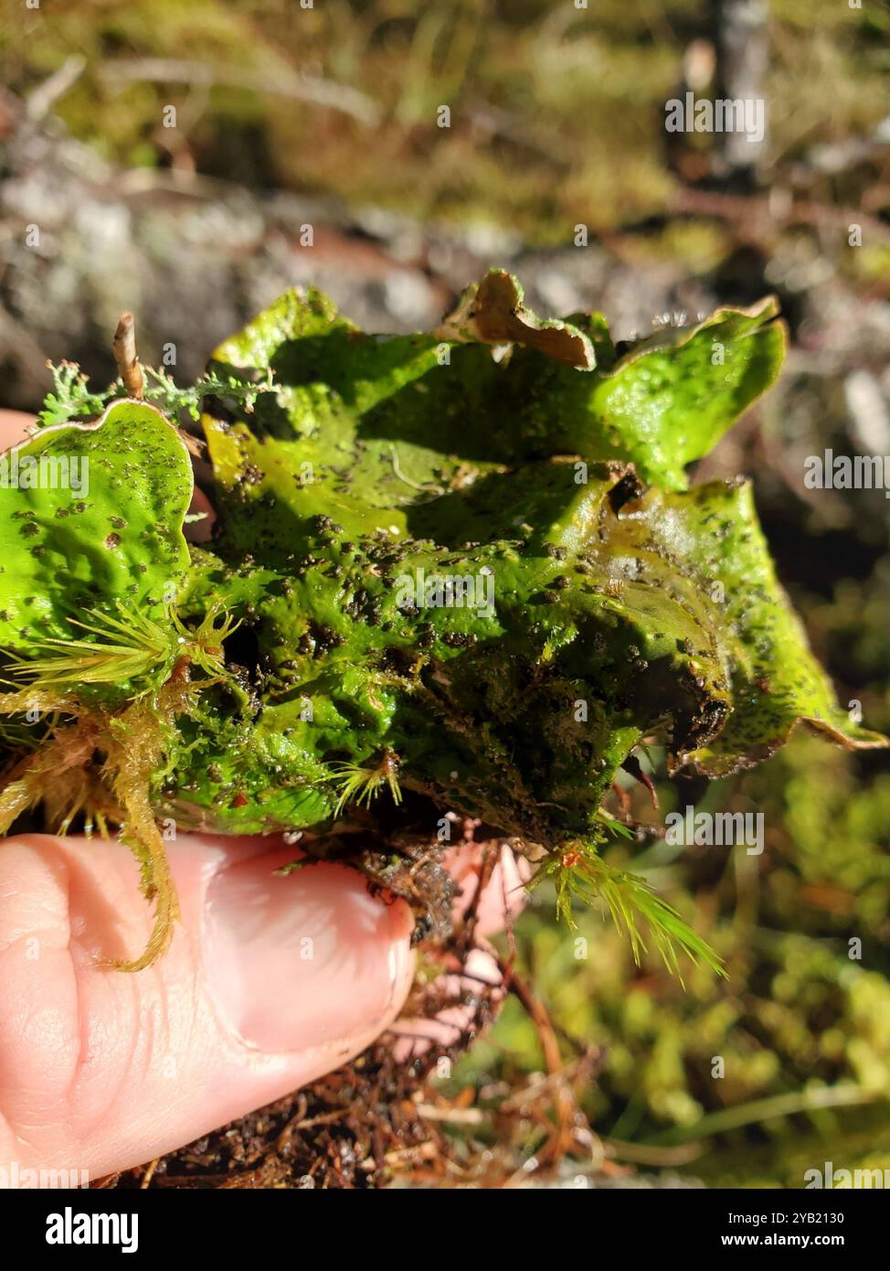 freckled pelt lichen (Peltigera aphthosa) Fungi Stock Photo - Alamy