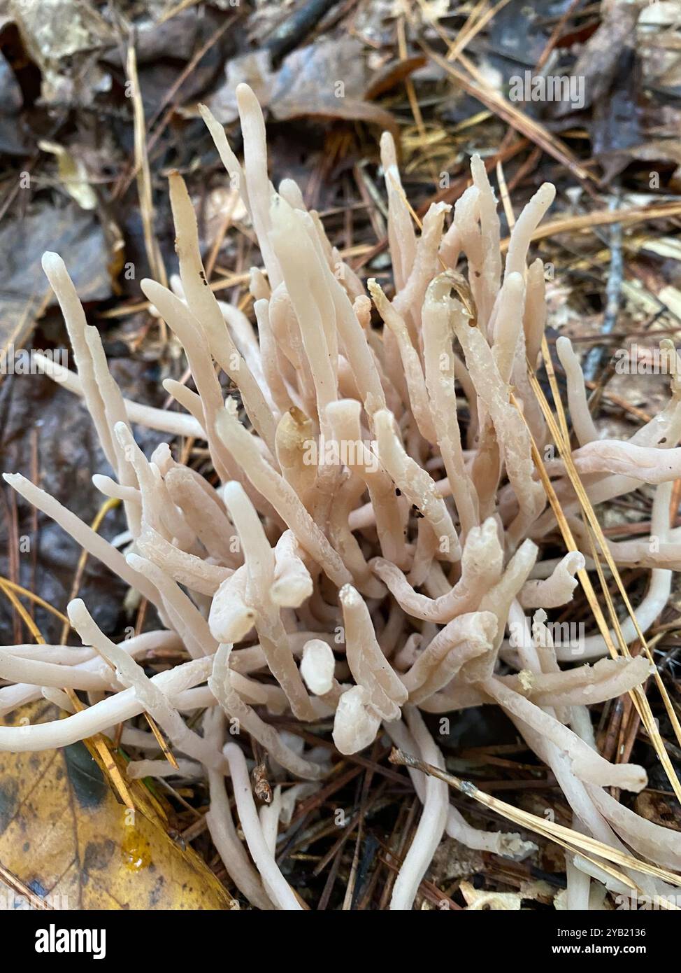 Smoky Spindles (Clavaria fumosa) Fungi Stock Photo - Alamy