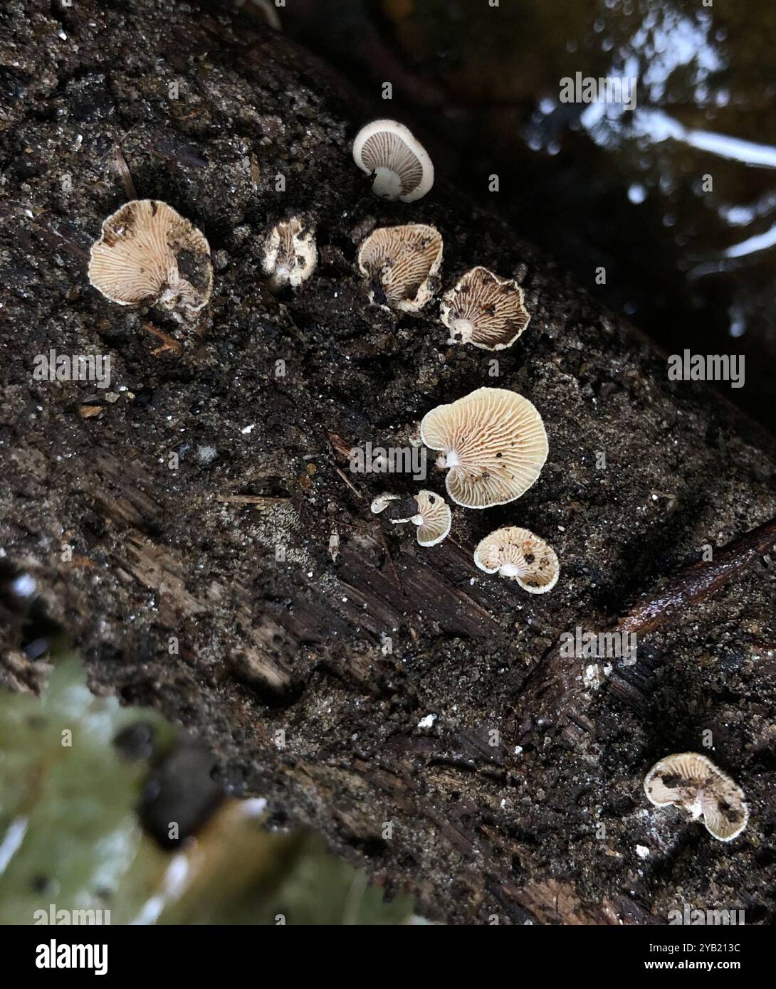 Luminescent Panellus (Panellus stipticus) Fungi Stock Photo - Alamy