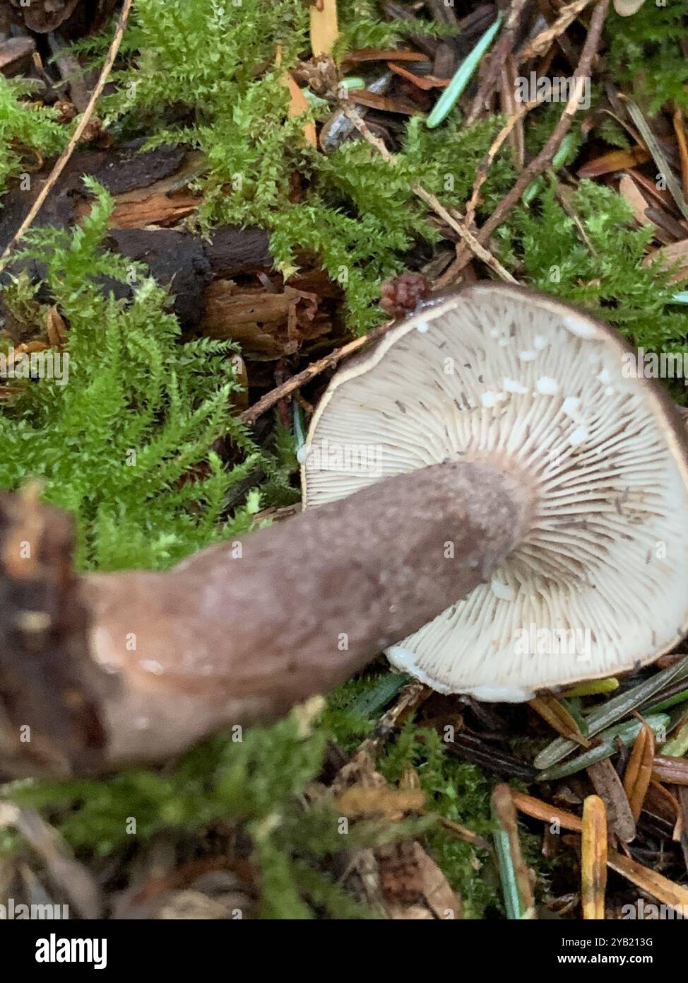 Gray-stemmed Milk Cap (Lactarius pseudomucidus) Fungi Stock Photo - Alamy