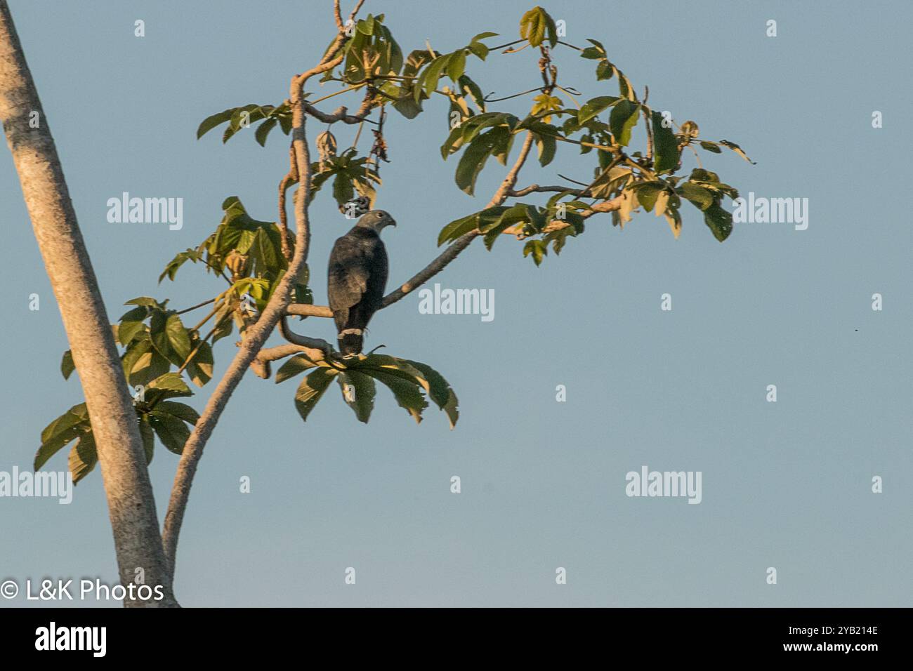 Gray headed kite hi-res stock photography and images - Alamy
