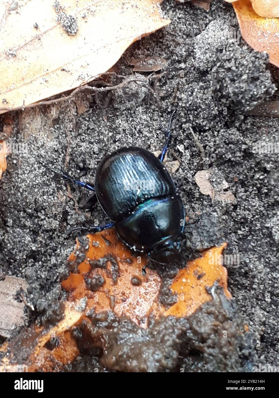 Woodland Dor Beetle (Anoplotrupes stercorosus) Insecta Stock Photo - Alamy