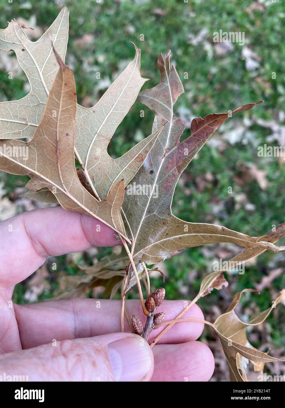 cherrybark oak (Quercus pagoda) Plantae Stock Photo - Alamy
