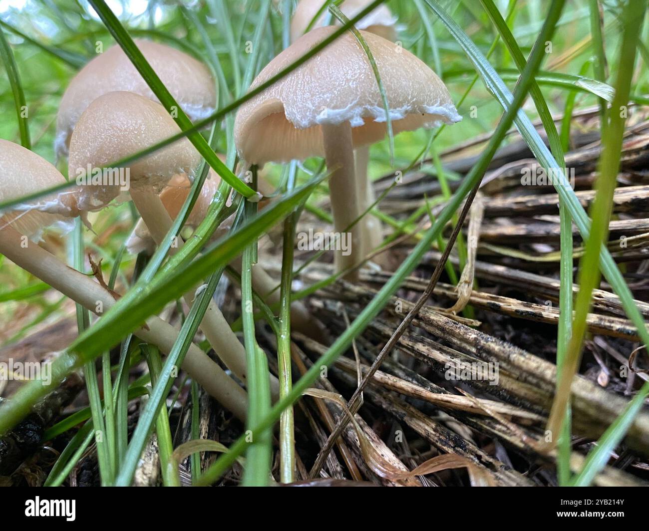 Pale Brittlestem (Candolleomyces candolleanus) Fungi Stock Photo - Alamy