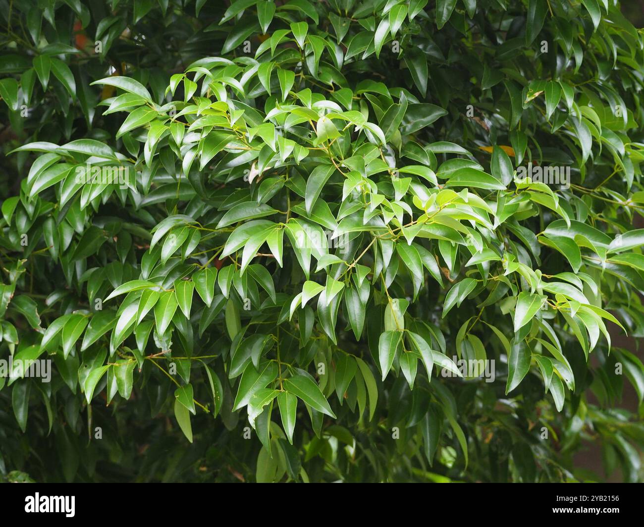 Cinnamon tree (Cinnamomum burmanni) Plantae Stock Photo - Alamy