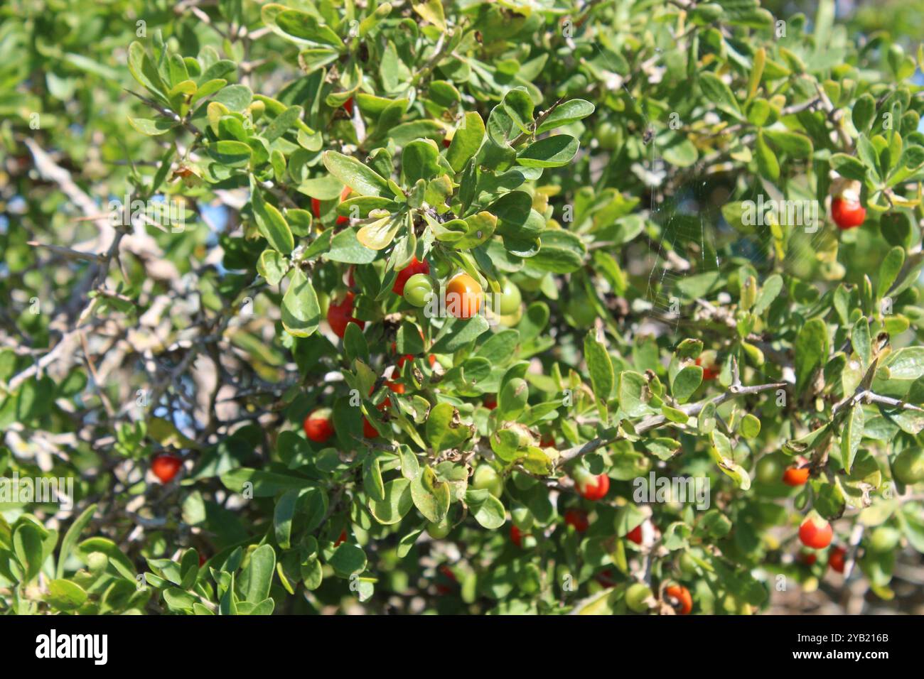 African boxthorn (Lycium ferocissimum) Plantae Stock Photo - Alamy