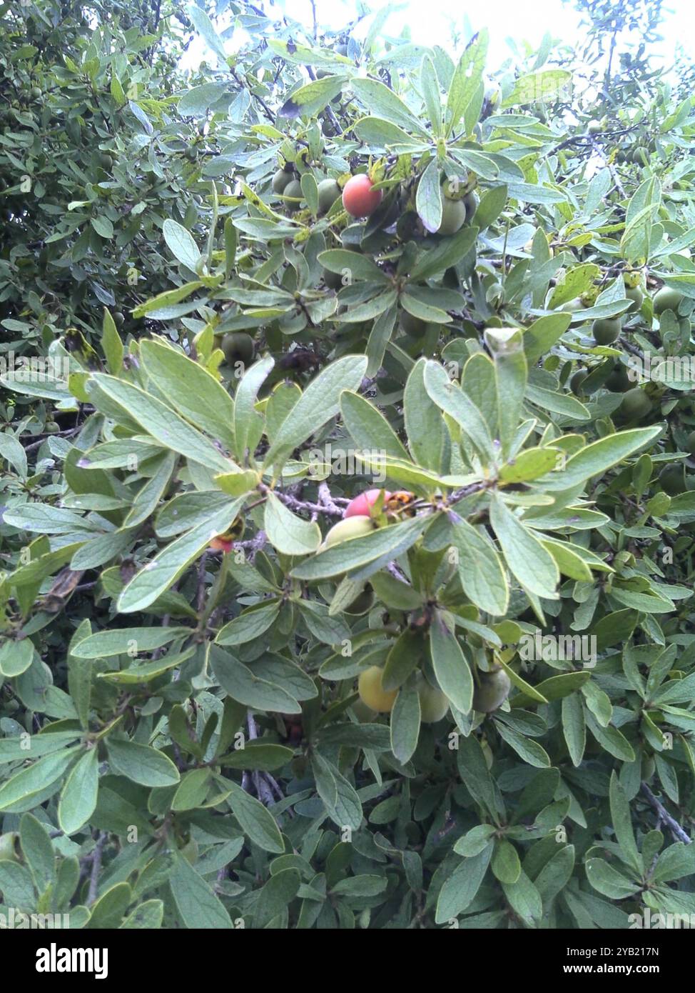 Transvaal Bluebush (Diospyros lycioides guerkei) Plantae Stock Photo ...