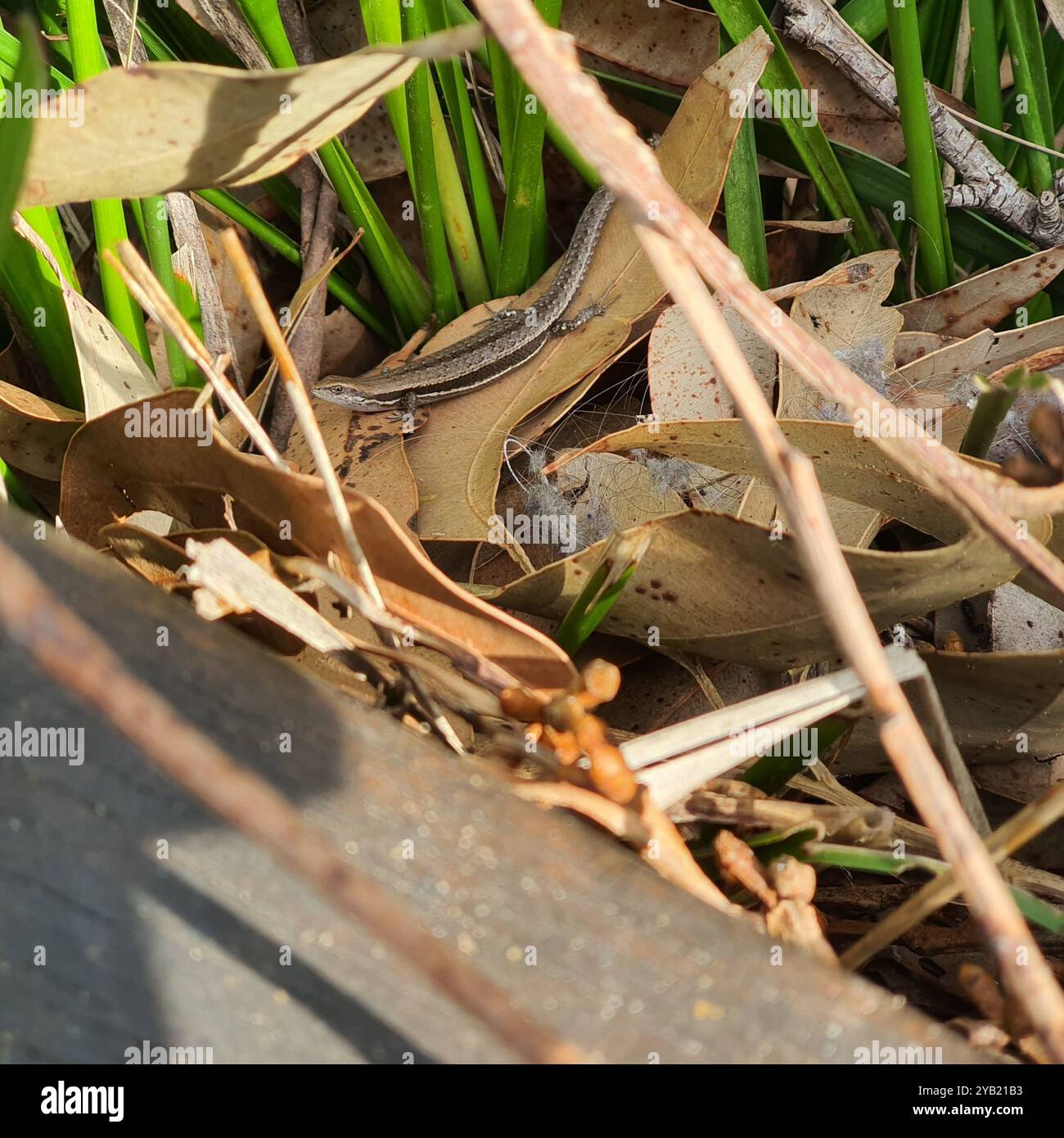 Pale-flecked Garden Sunskink (Lampropholis guichenoti) Reptilia Stock ...