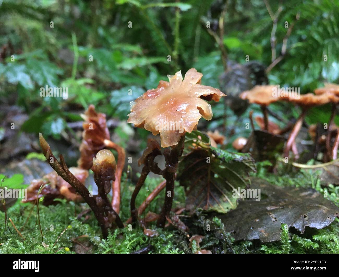 Pinewood Gingertail (Xeromphalina campanella) Fungi Stock Photo - Alamy