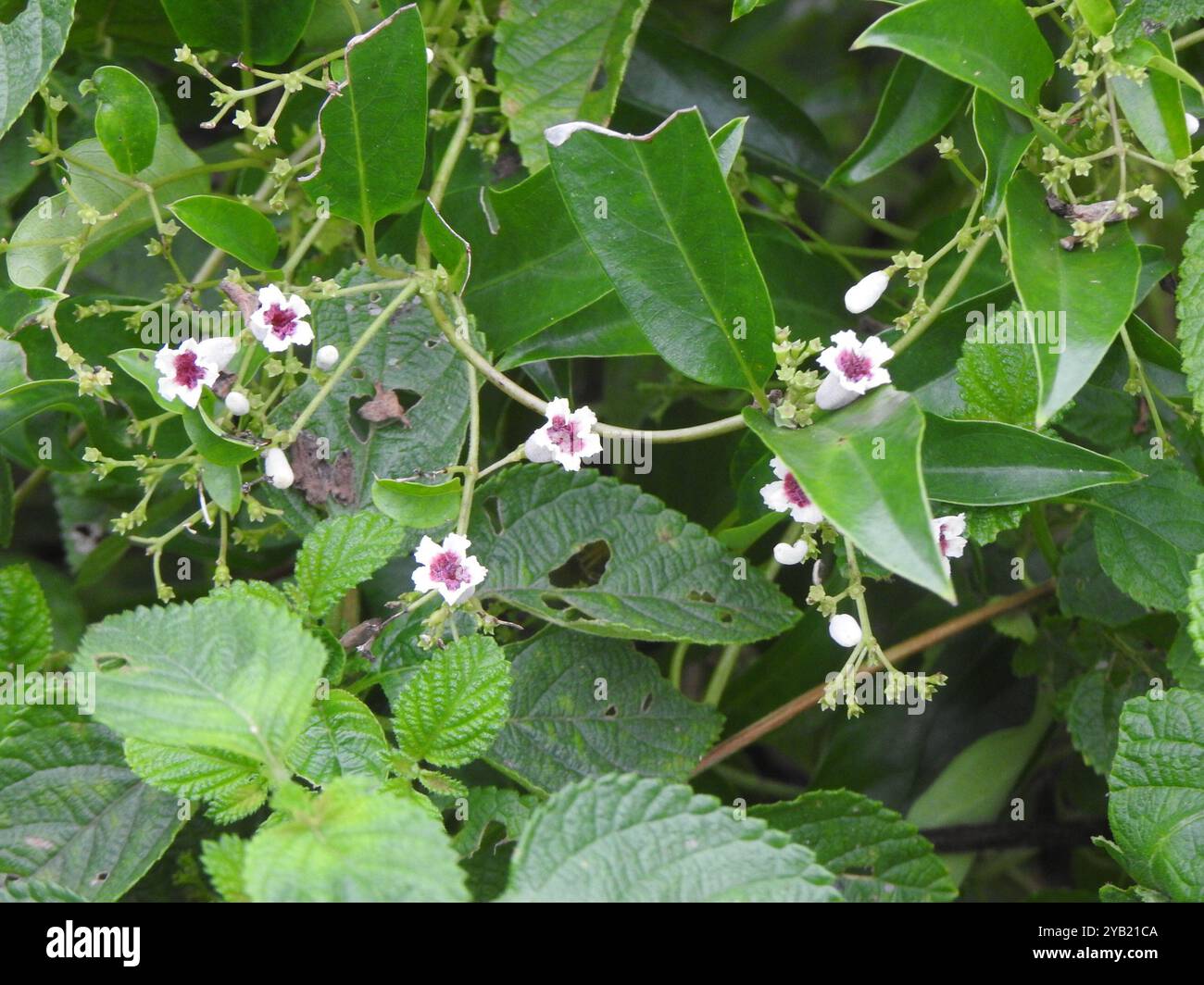 skunk vine (Paederia foetida) Plantae Stock Photo - Alamy