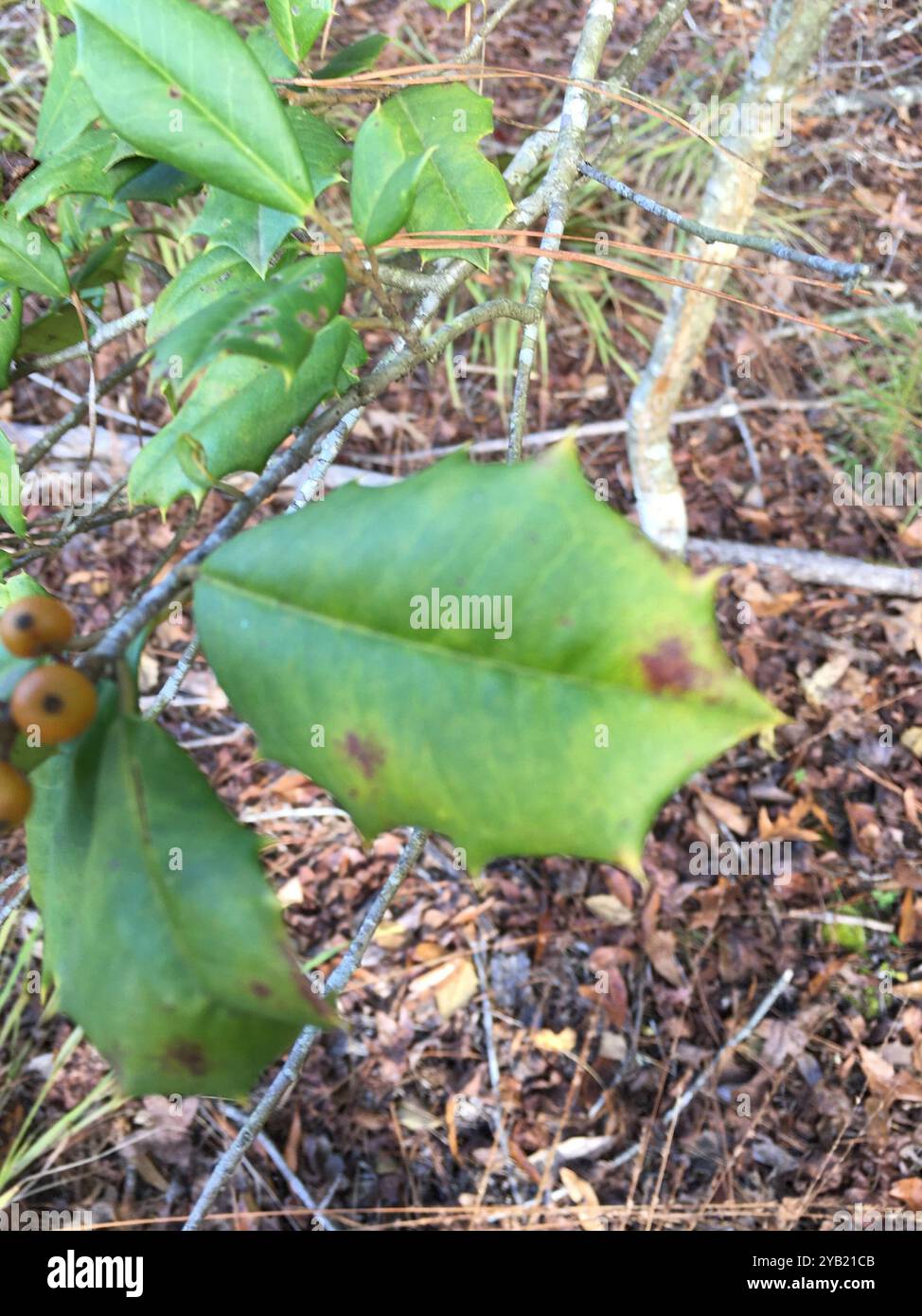American holly (Ilex opaca) Plantae Stock Photo - Alamy