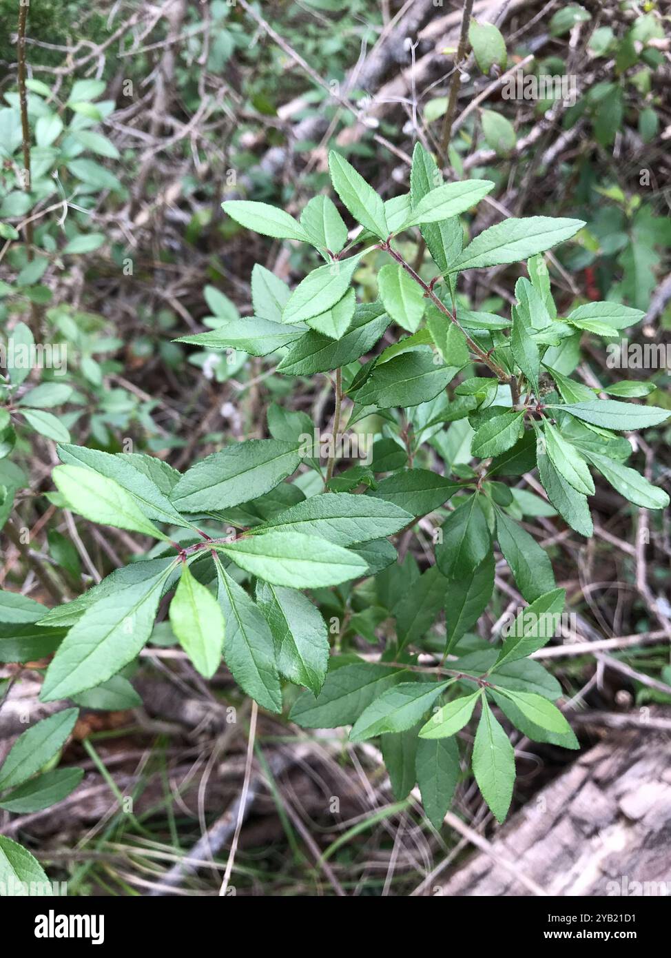 Stretchberry (Forestiera pubescens) Plantae Stock Photo - Alamy
