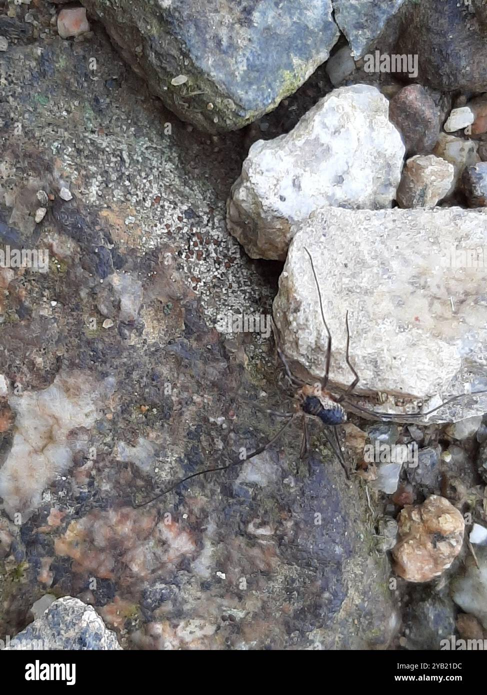 Saddleback Harvestman (Mitopus morio) Arachnida Stock Photo - Alamy