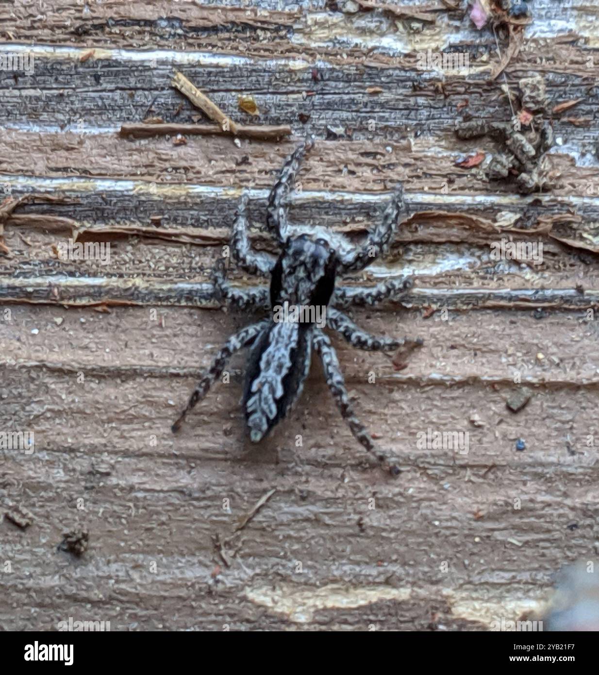 California Flattened Jumping Spider (Platycryptus californicus ...