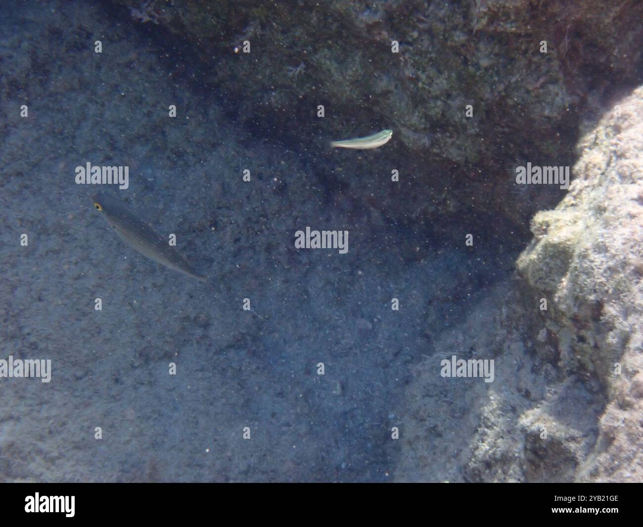 Salema Porgy (Sarpa salpa) Actinopterygii Stock Photo - Alamy