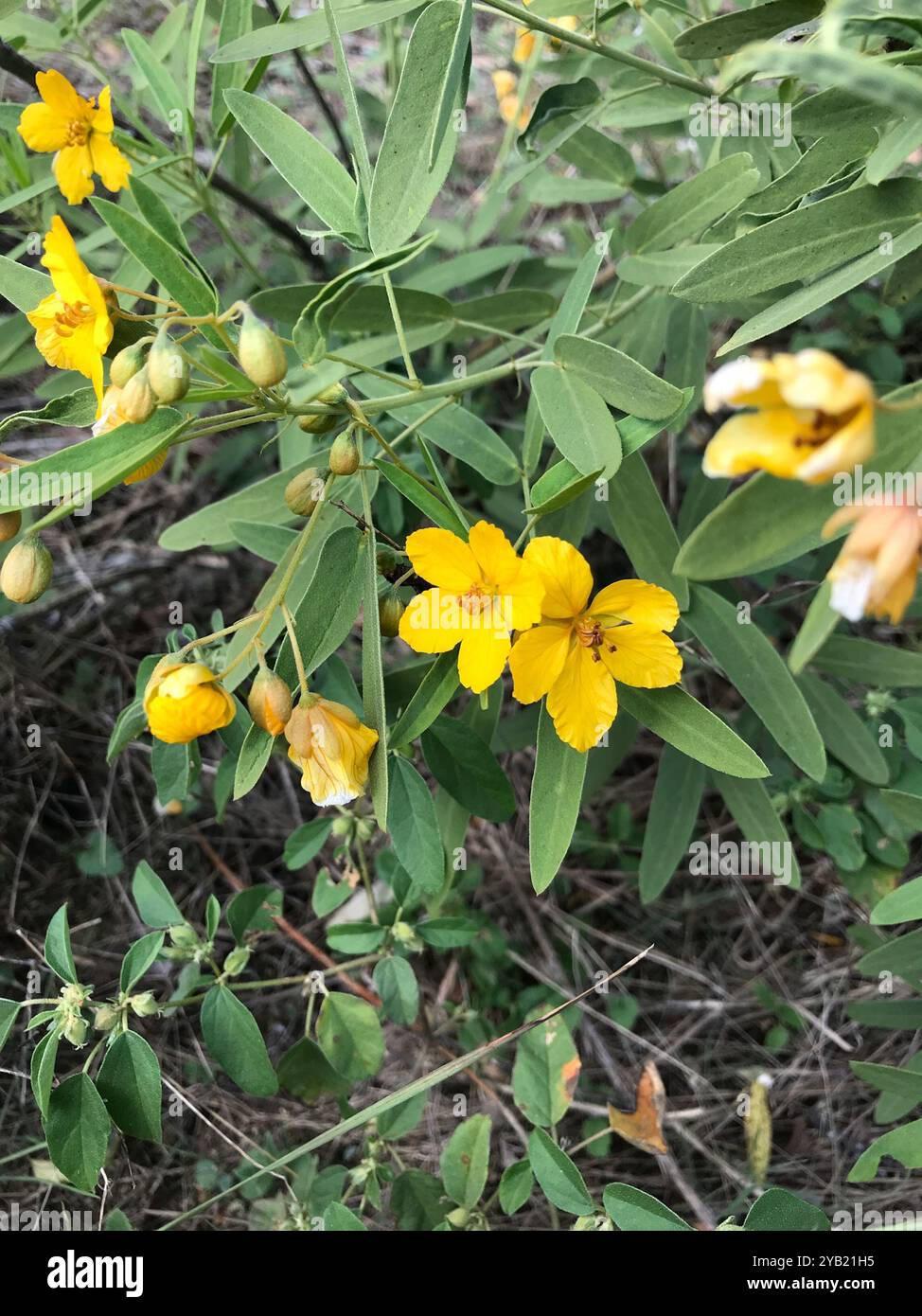 Two-leaved Senna (Senna roemeriana) Plantae Stock Photo - Alamy