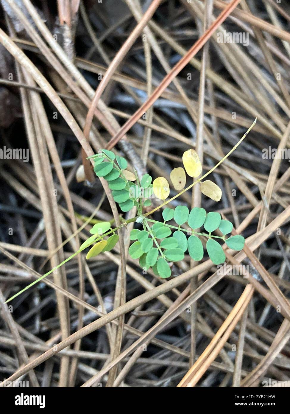 rosary pea (Abrus precatorius) Plantae Stock Photo - Alamy