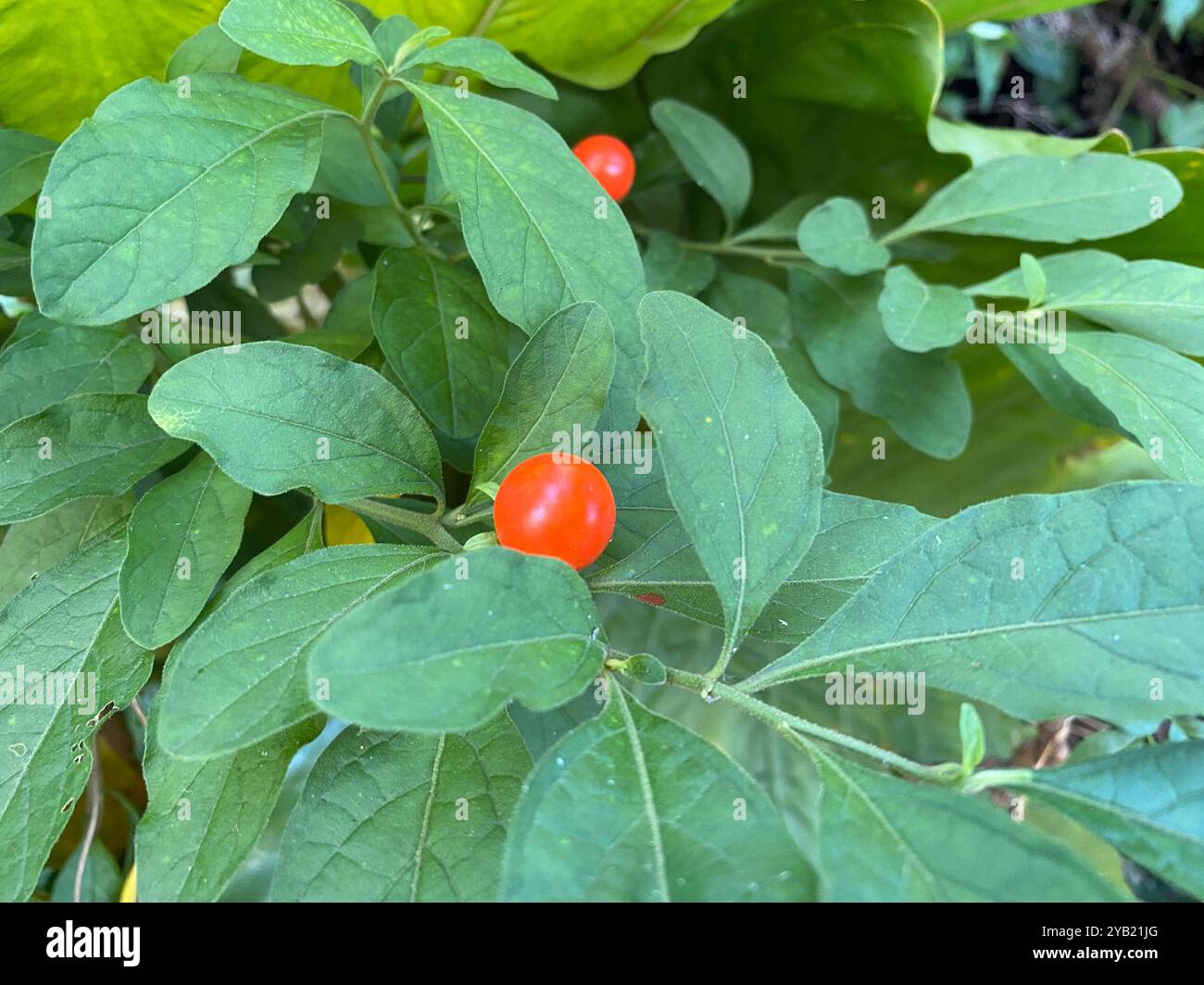 Jerusalem cherry (Solanum pseudocapsicum) Plantae Stock Photo - Alamy
