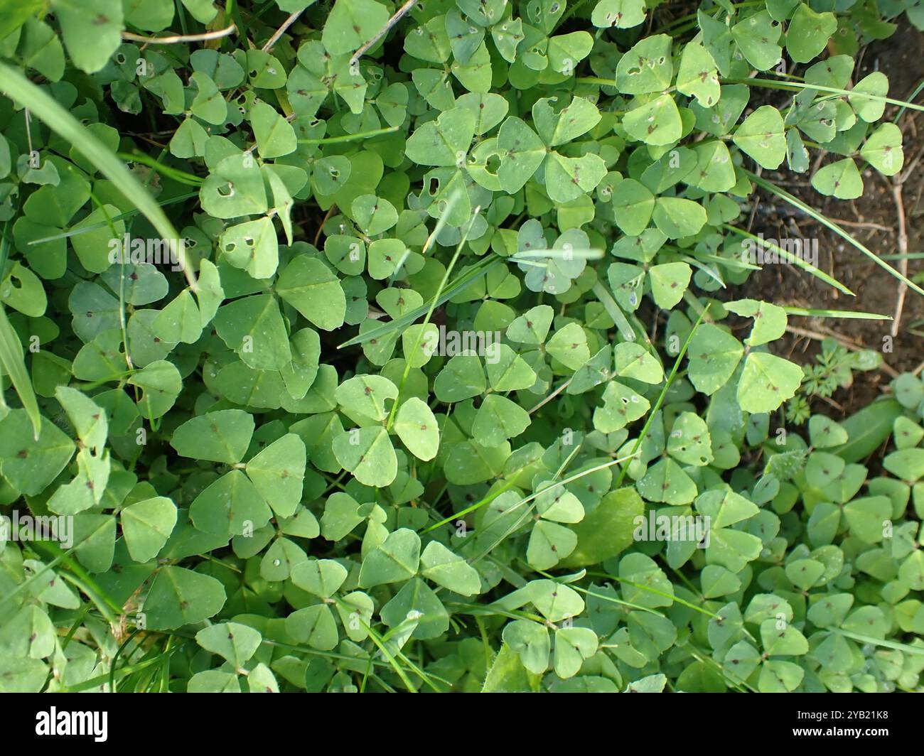 Spotted medick (Medicago arabica) Plantae Stock Photo - Alamy
