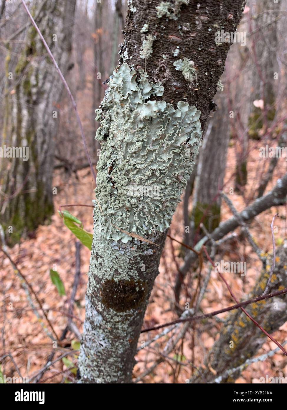 typical shield lichens (Parmelioideae) Fungi Stock Photo - Alamy