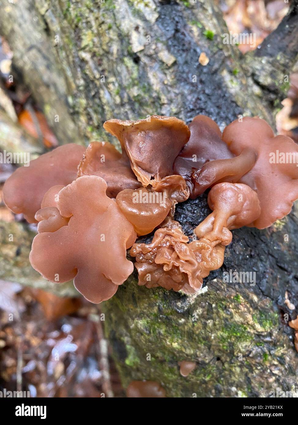 Wood ear fungi (Auricularia) Fungi Stock Photo - Alamy