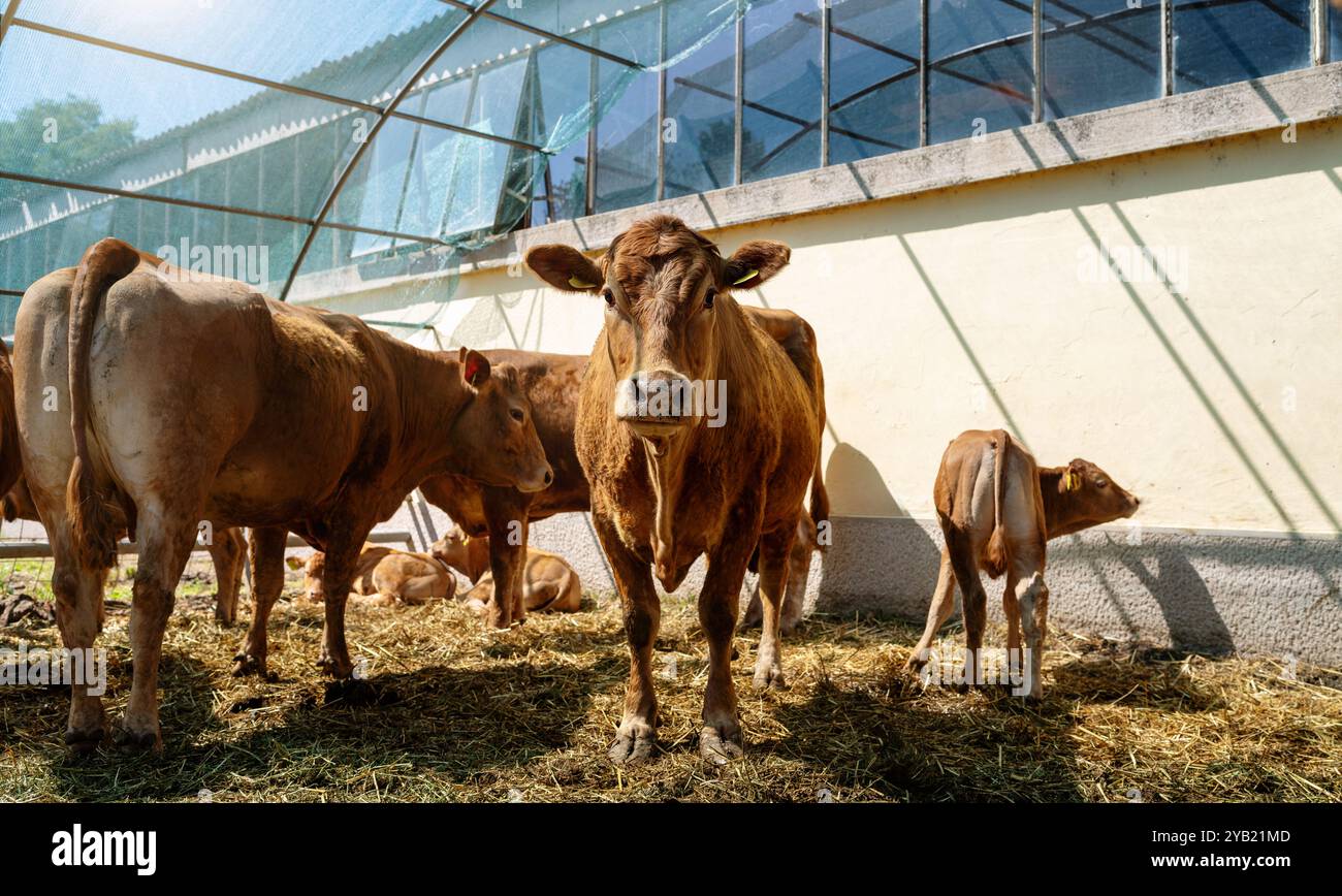 Cutting agricultural methane emissions. Livestock’s carbon footprint ...