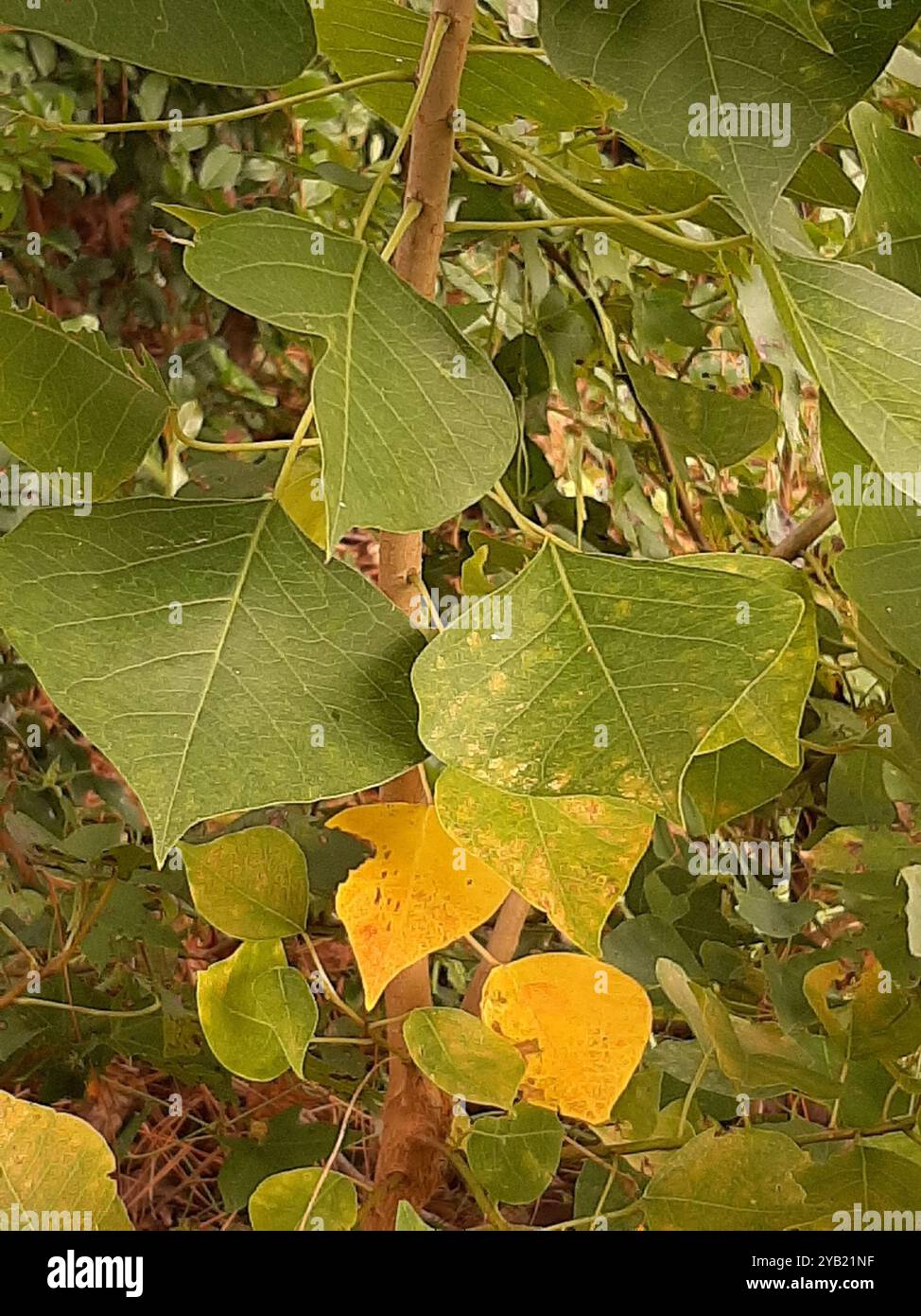 Chinese Tallow (Triadica sebifera) Plantae Stock Photo - Alamy