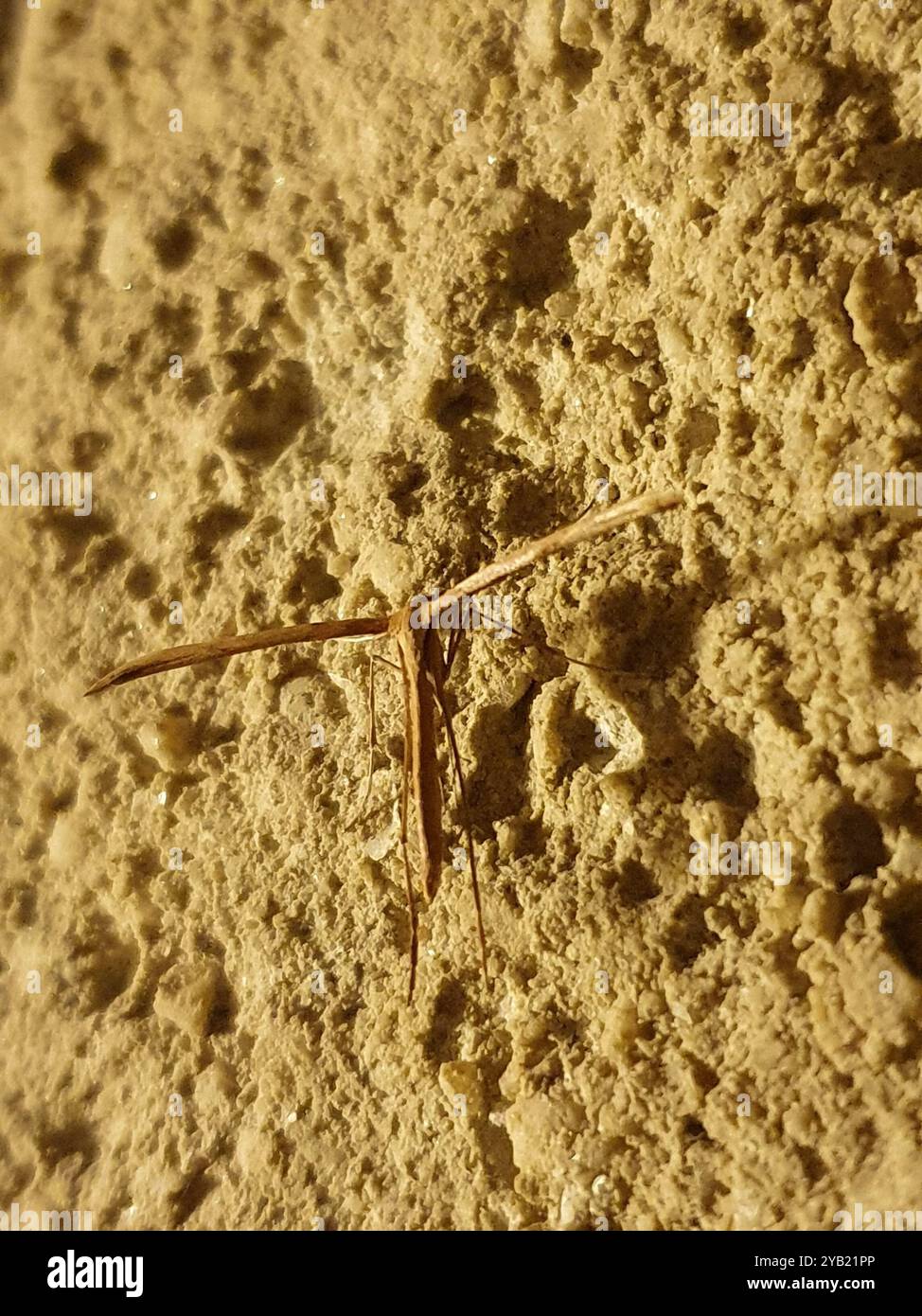 Morning-glory Plume Moth (Emmelina monodactyla) Insecta Stock Photo - Alamy