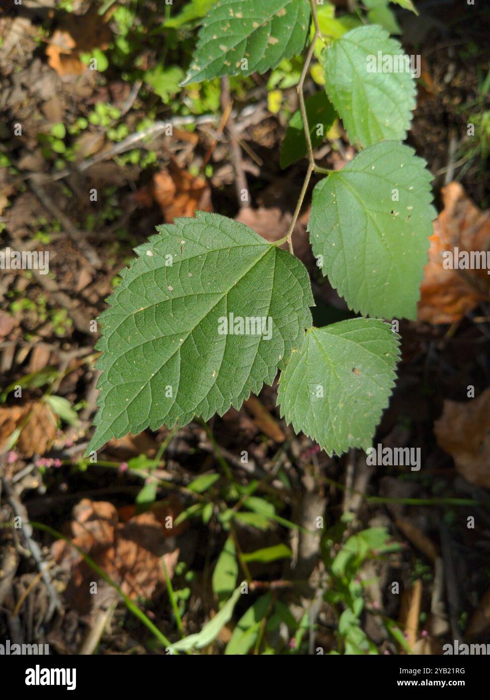 red mulberry (Morus rubra) Plantae Stock Photo - Alamy