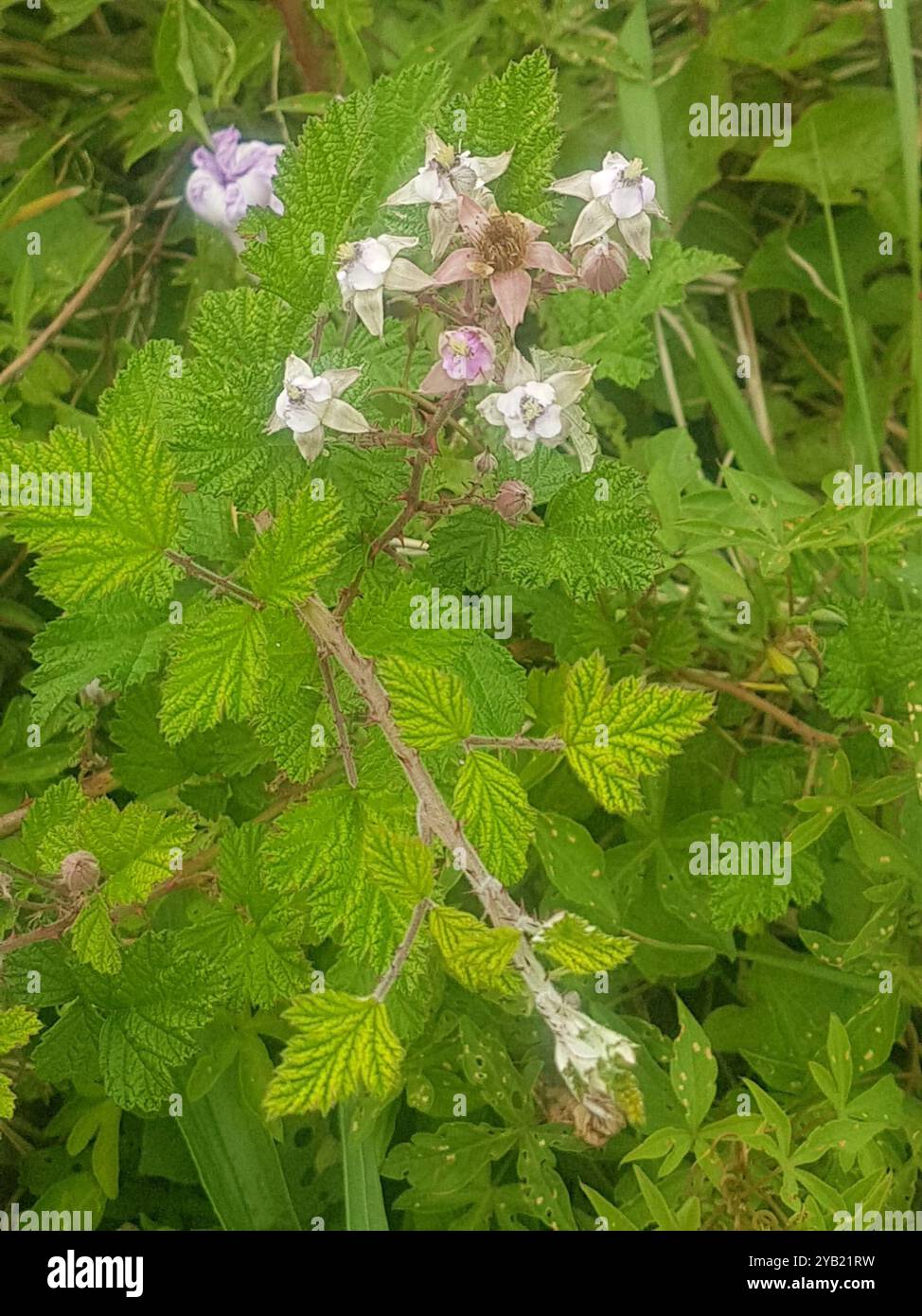 small-leaf bramble (Rubus parvifolius) Plantae Stock Photo - Alamy
