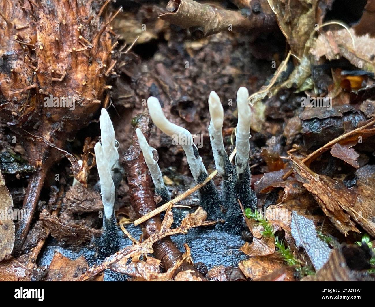 Candlesnuff Fungus (Xylaria hypoxylon) Fungi Stock Photo - Alamy