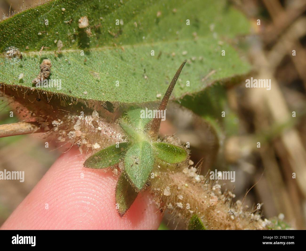 Spiny False Fiddleleaf (Hydrolea spinosa) Plantae Stock Photo - Alamy